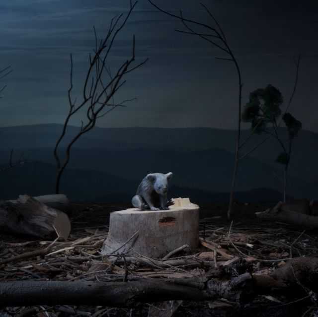 Greenpeace's latest campaign tackles deforestation with animation | Mi3