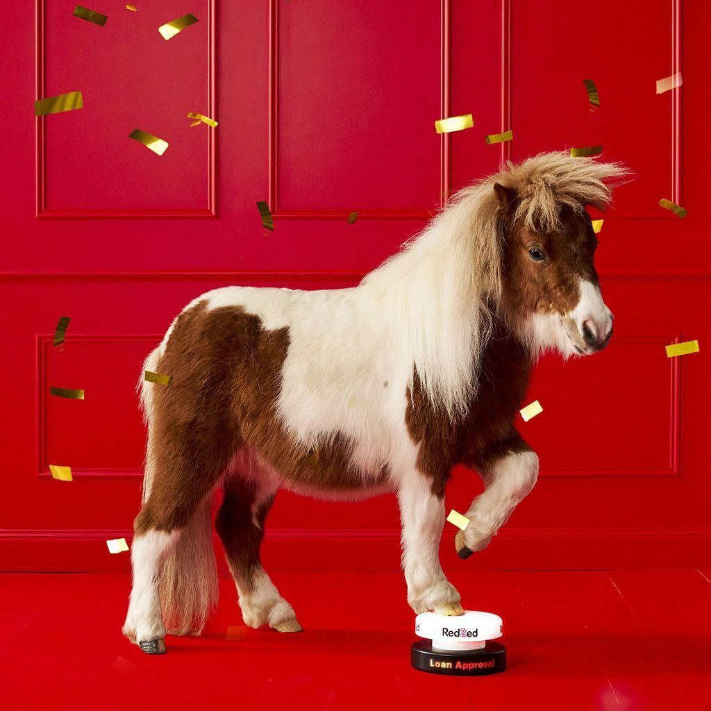Lending firm RedZed taps Storm players to drive national brand push | Mi3